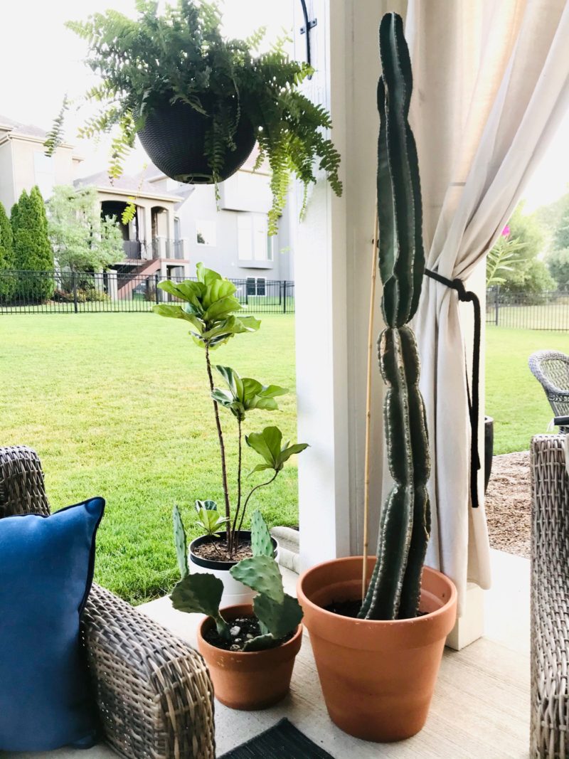 How to Pot a Large Cactus - Life Love Larson