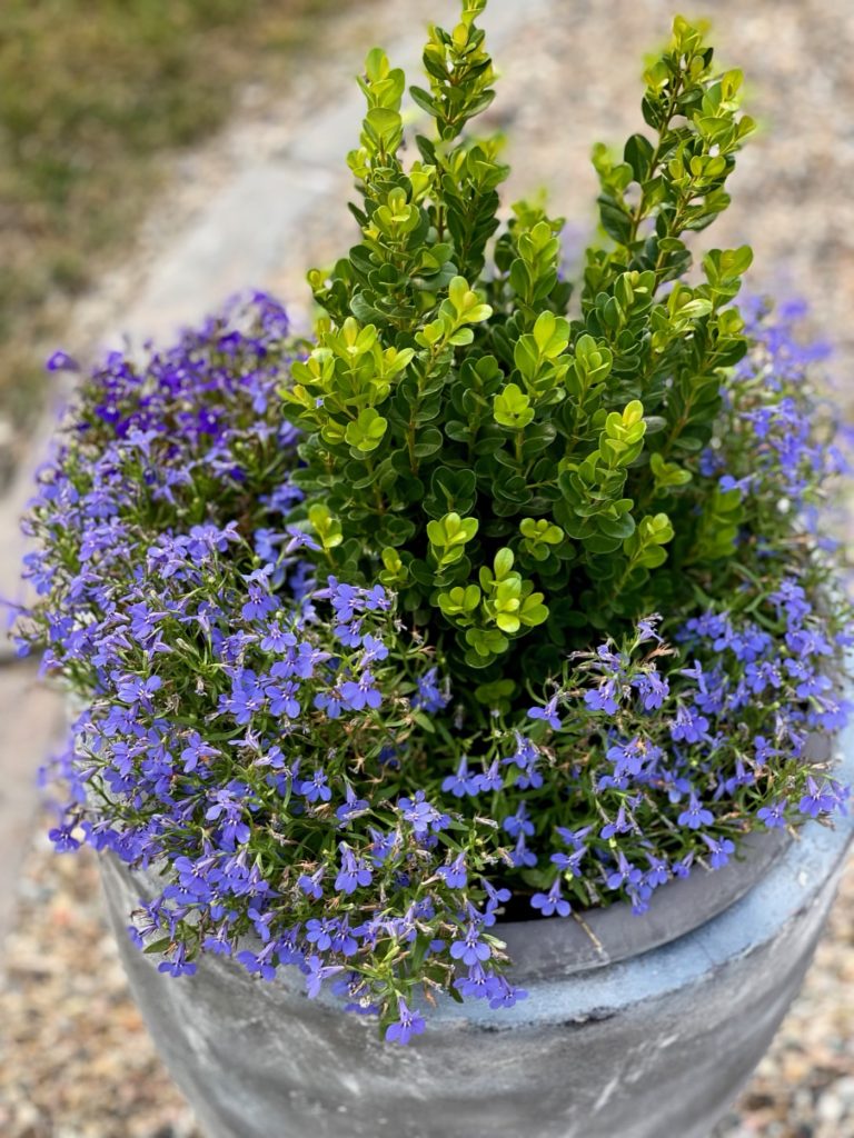 How to Make Planter Pots Looked Aged - Life Love Larson