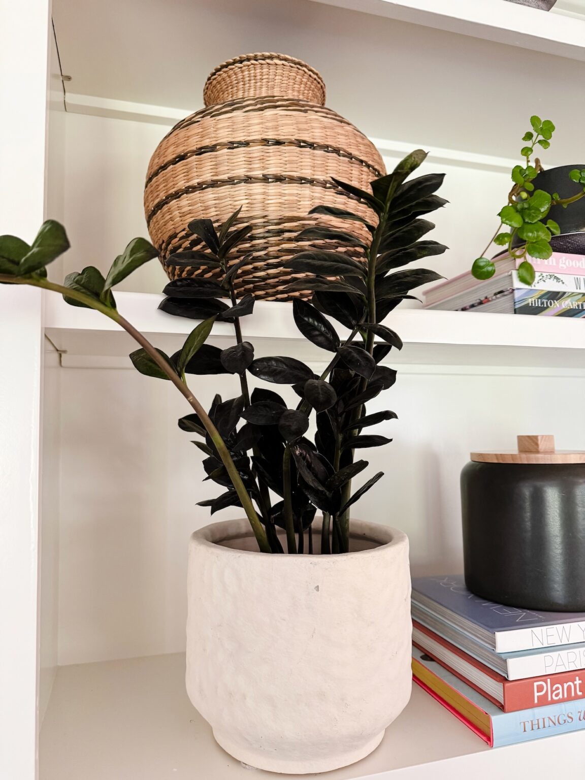 Eight Beginner Houseplants That Are Easy to Keep Alive - Life Love Larson