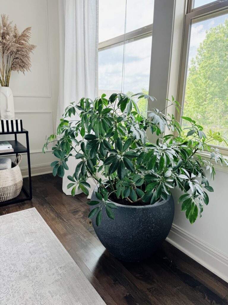 Eight Beginner Houseplants That Are Easy to Keep Alive - Life Love Larson