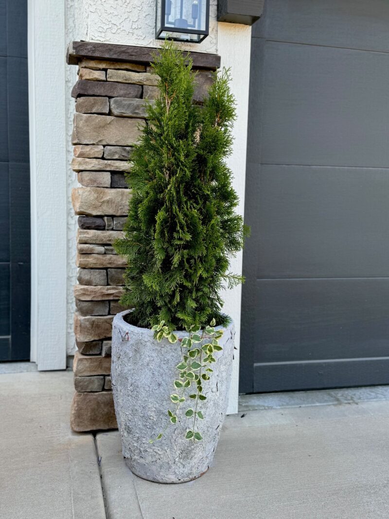How to Plant Emerald Green Arborvitae Shrubs in Pots - Life Love Larson