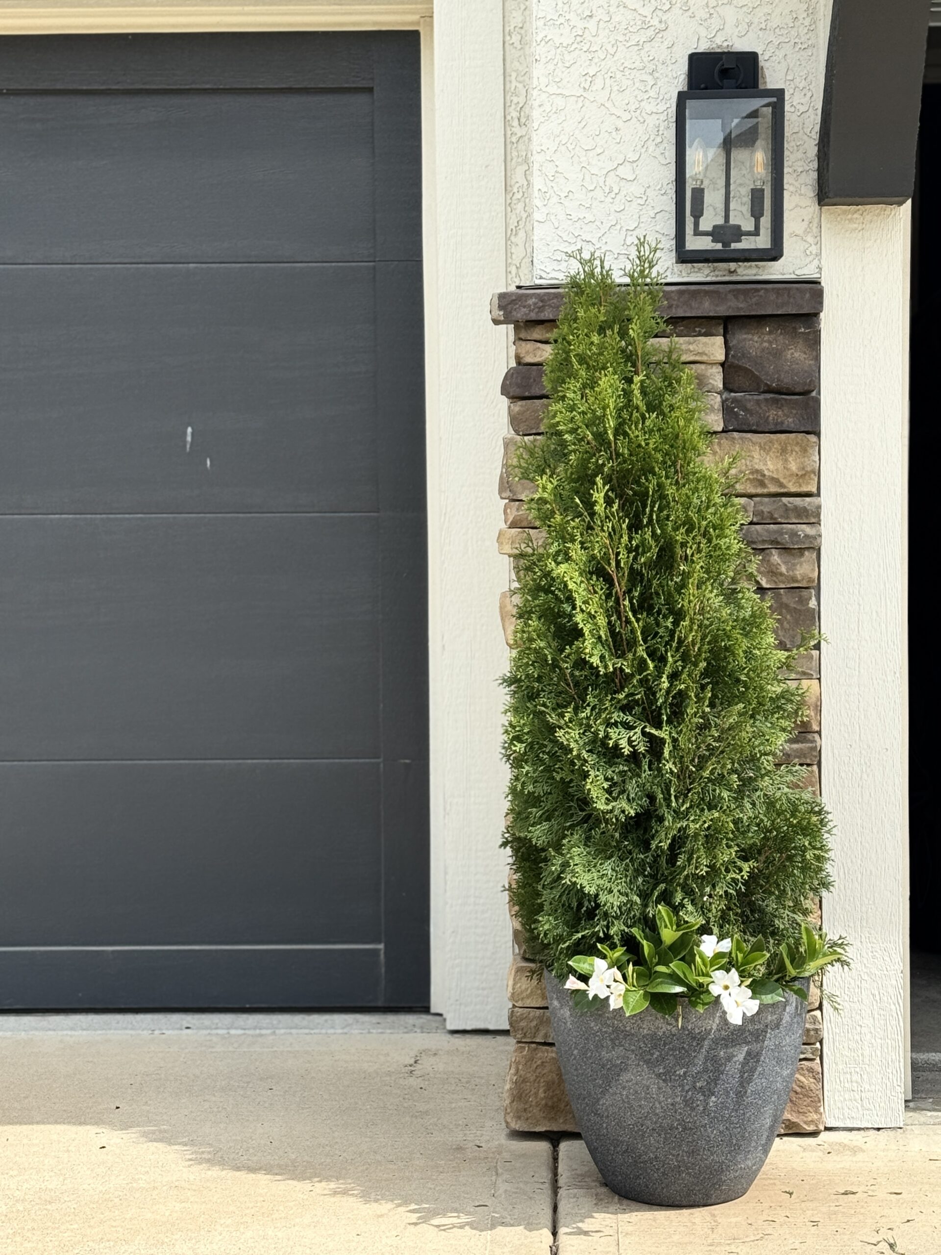 How to Plant Emerald Green Arborvitae Shrubs in Pots - Life Love Larson